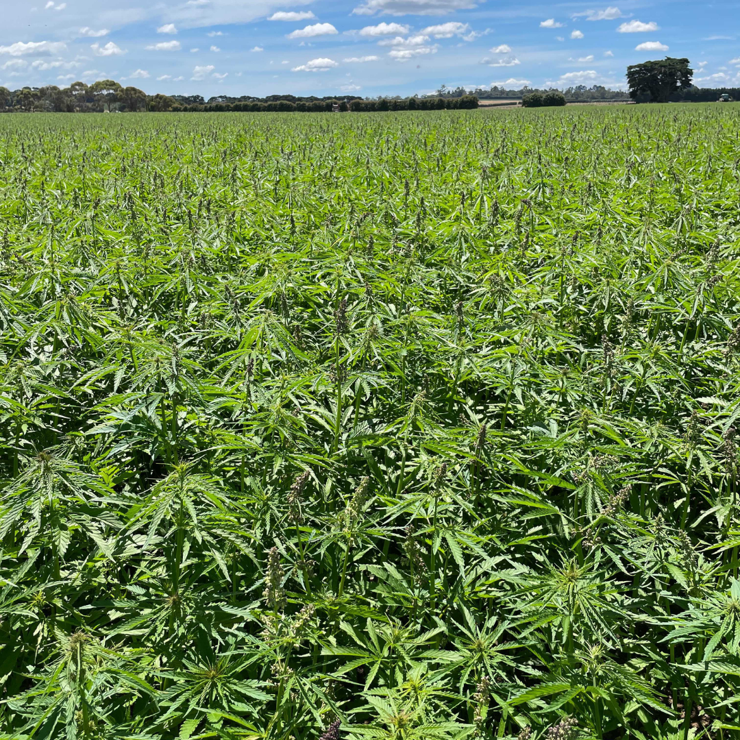 Why is hemp good for you? – Australian Primary Hemp