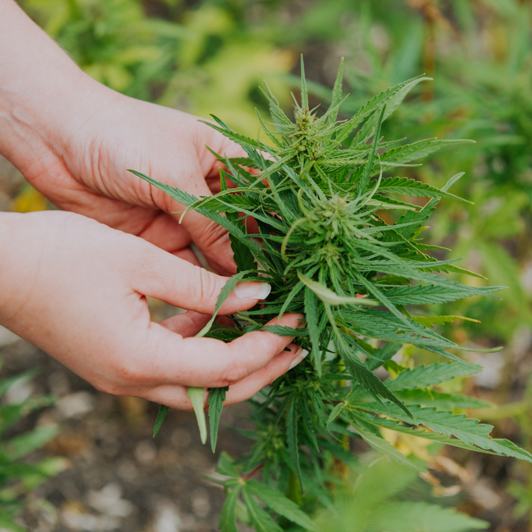 What is Finola? // Australian Primary Hemp