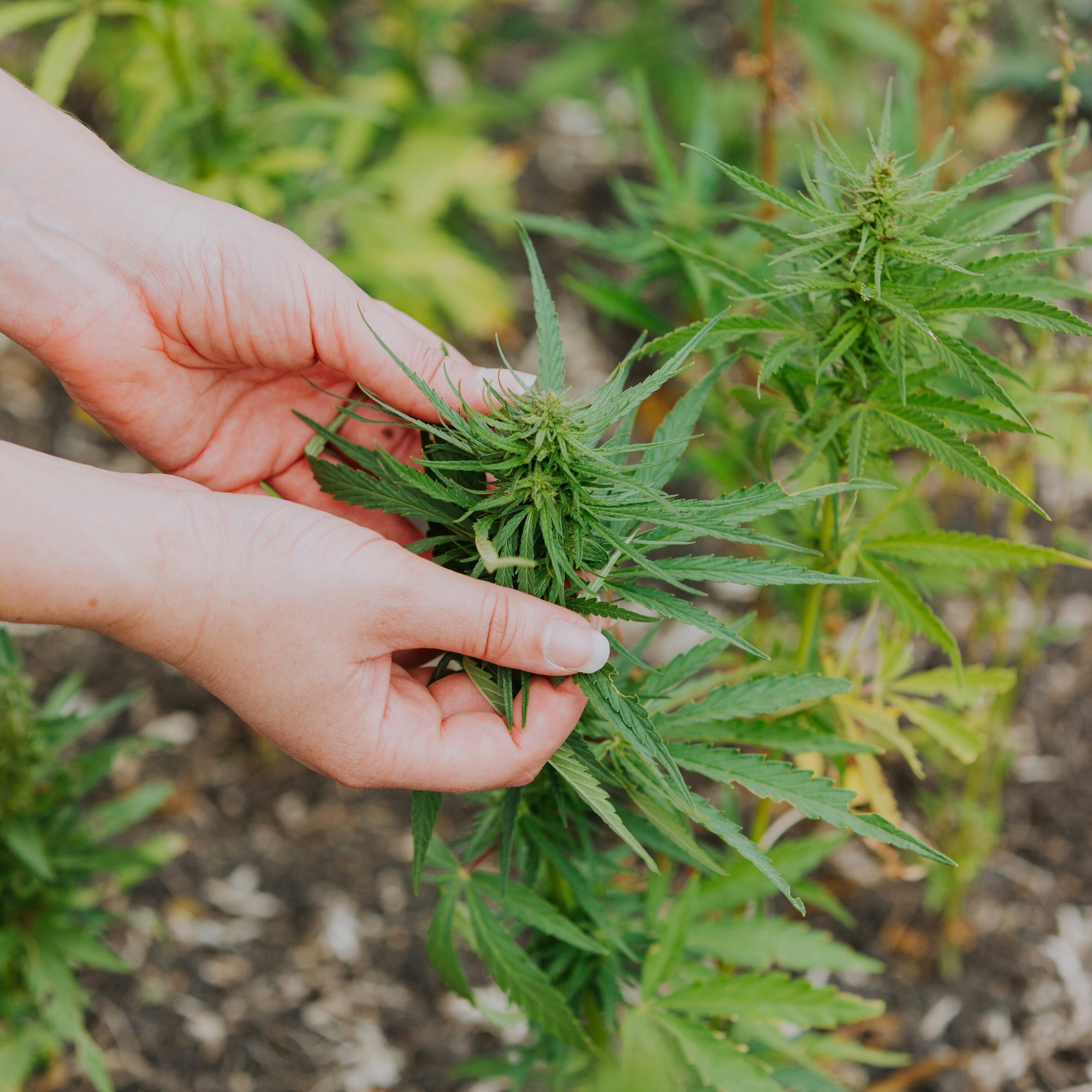 What Is Hemp? – Australian Primary Hemp