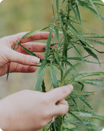Sustainable Farming – Australian Primary Hemp